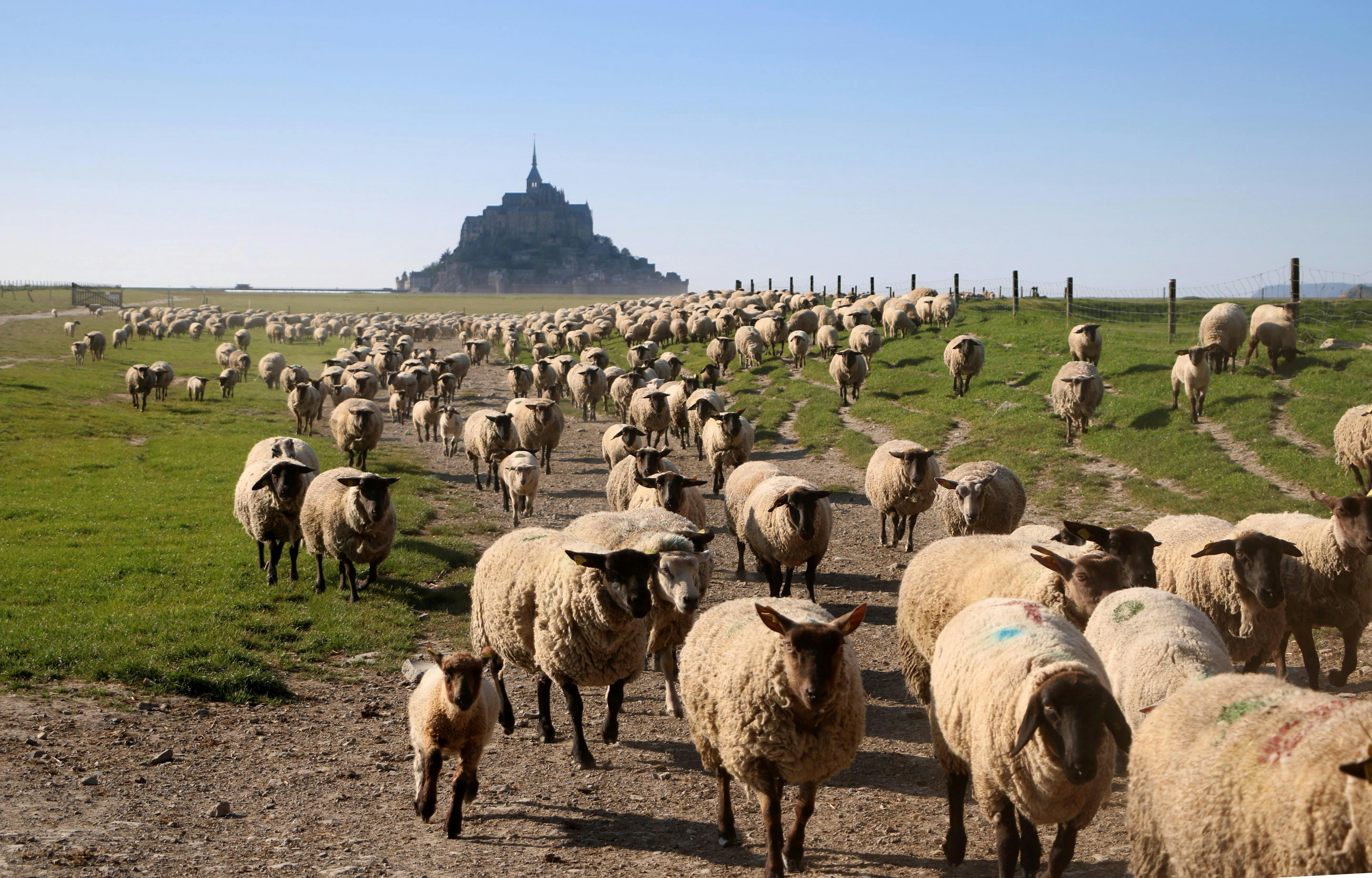 Green Meadow Sheep Farm